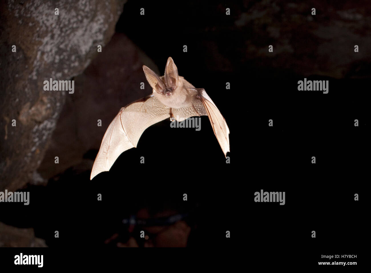 Townsend's Big-eared Bat (Corynorhinus townsendii) flying out of cave ...