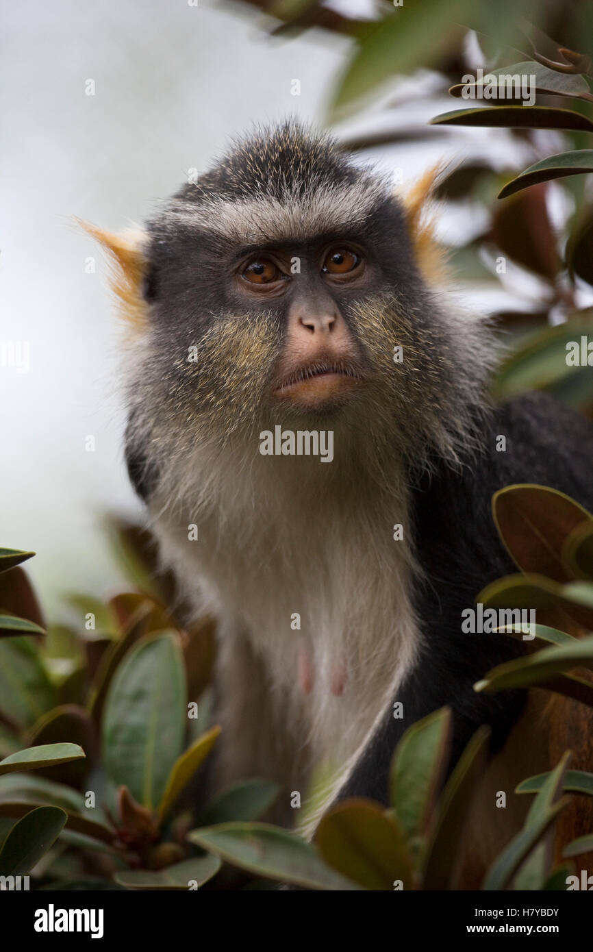 Sun-tailed Guenon (Cercopithecus solatus), native to Gabon Stock Photo ...