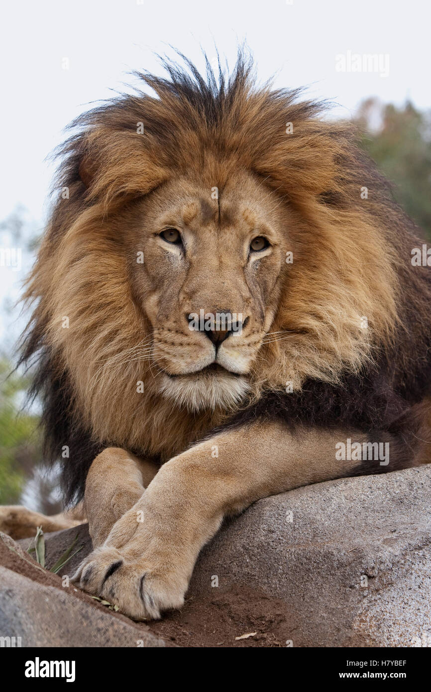African Lion (Panthera leo) male, native to Africa Stock Photo - Alamy