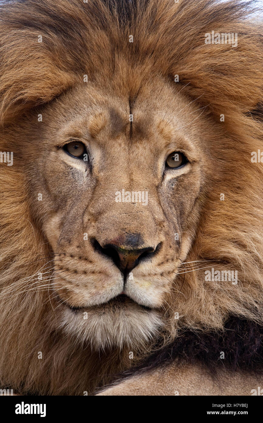 African Lion (Panthera leo) male, native to Africa Stock Photo - Alamy