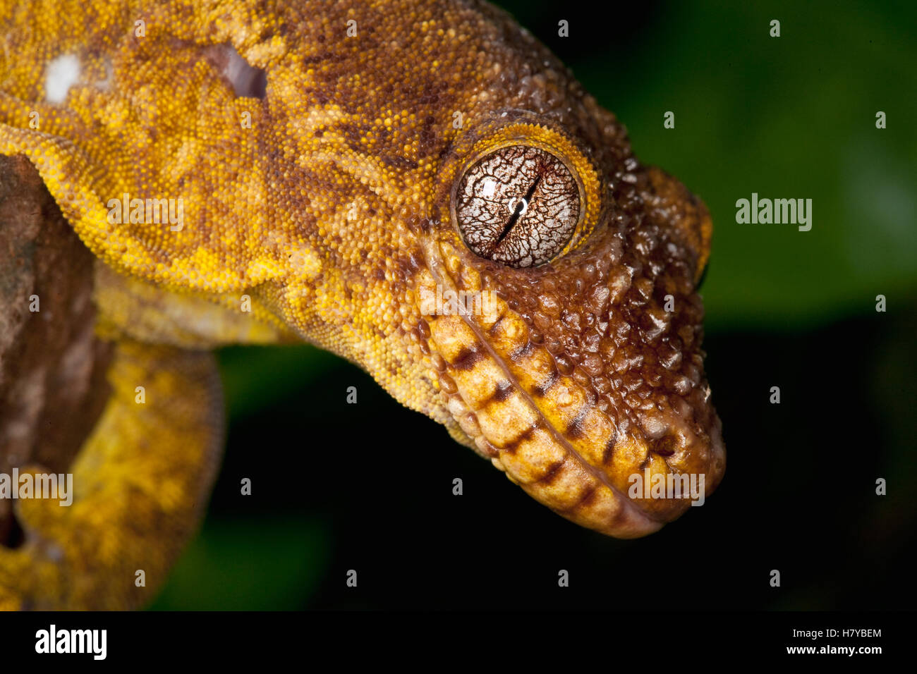 Gecko (Gekkonidae) close up showing vertical pupil, native to the ...