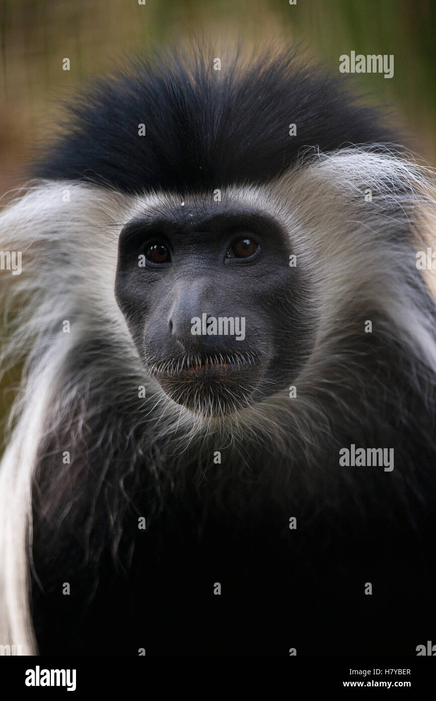 Angolan Colobus (Colobus angolensis) portrait, native to Africa Stock ...