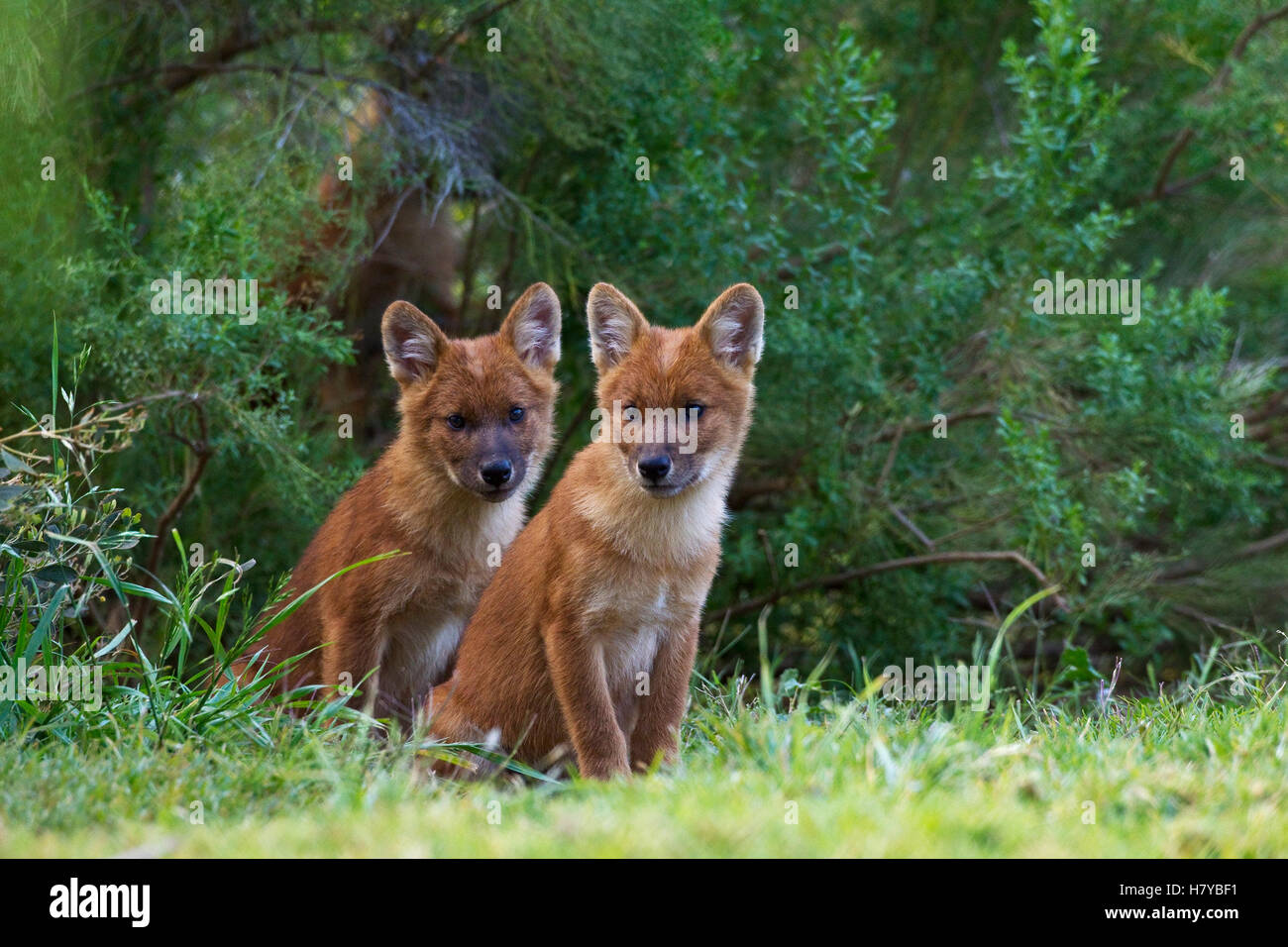 Dhole (Cuon alpinus) pups, native to Asia Stock Photo - Alamy
