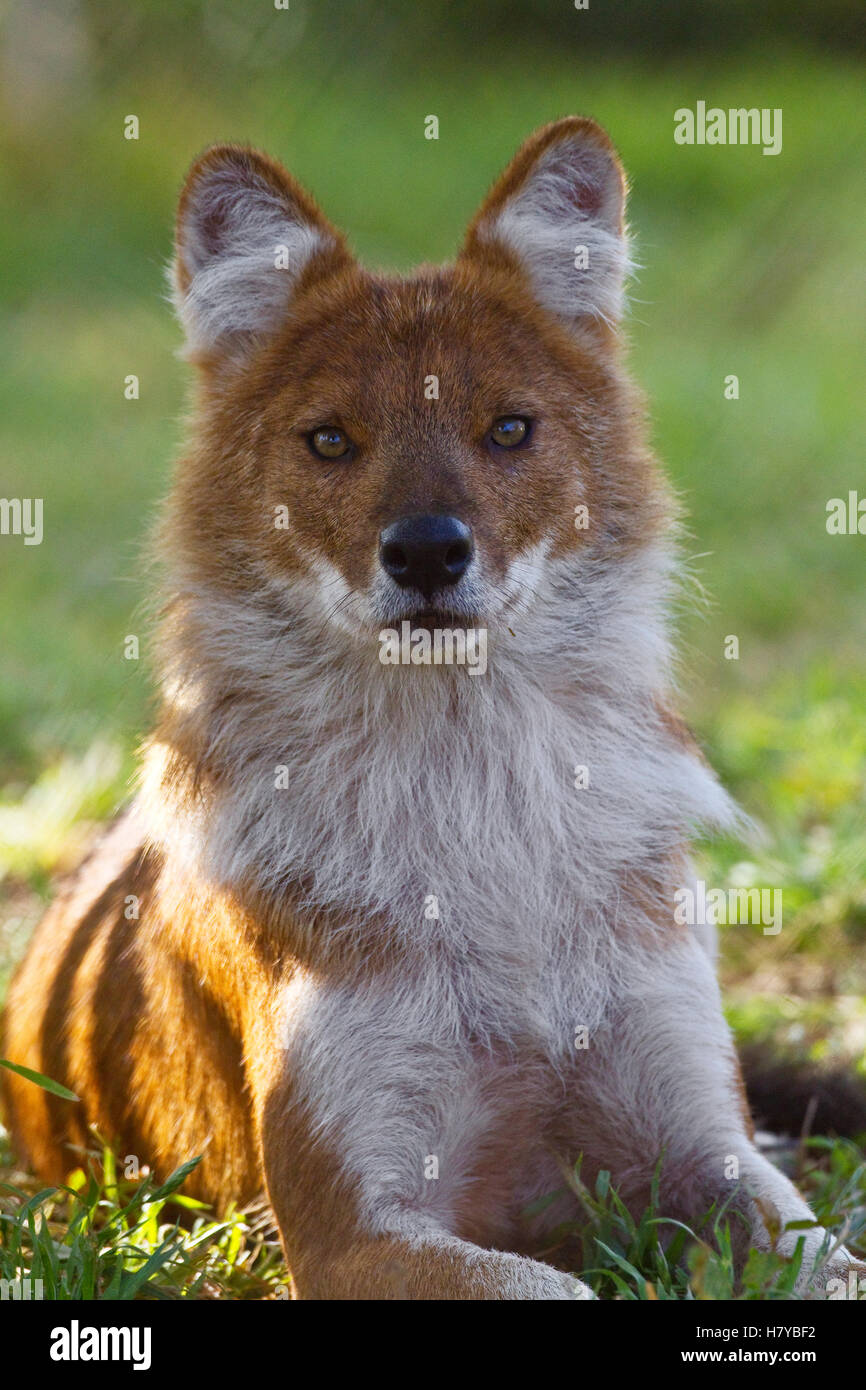 Dhole (Cuon alpinus) adult portrait, native to Asia Stock Photo - Alamy