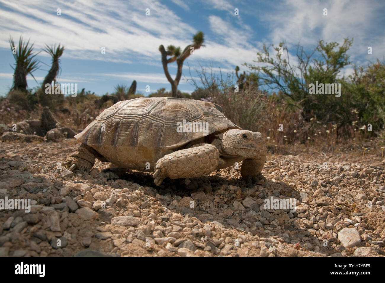 Desert Tortoise (Gopherus agassizii) in its native habitat, native to ...