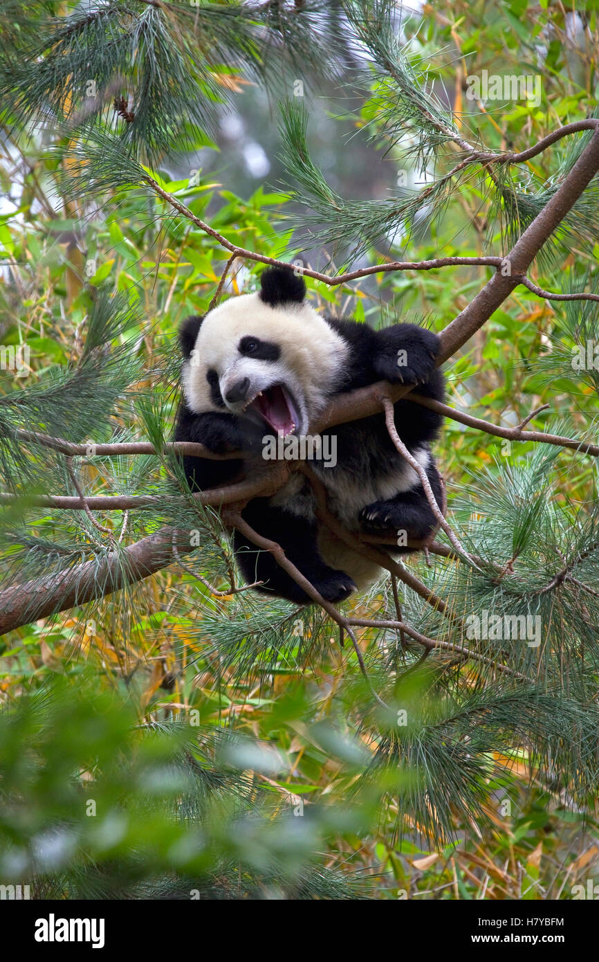 Giant Panda (Ailuropoda melanoleuca) cub yawning in tree, native to ...