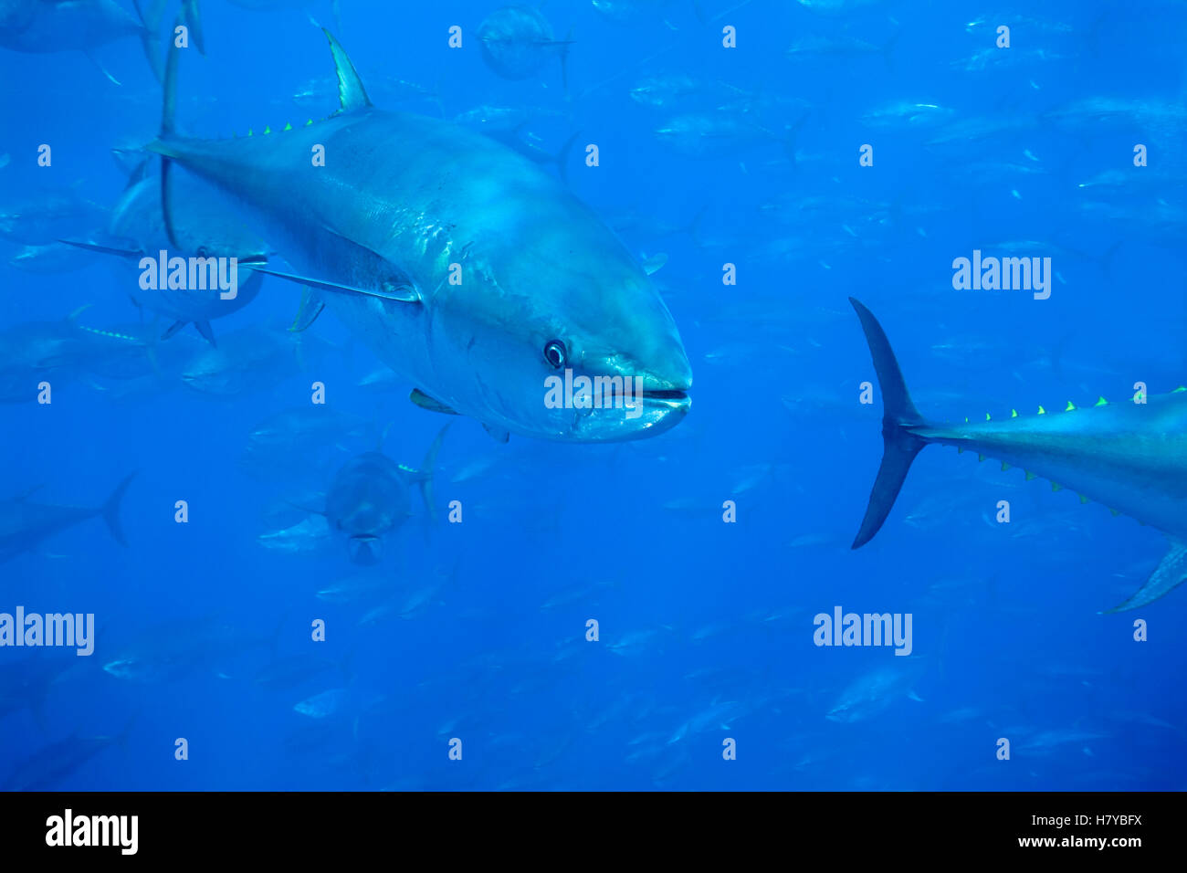 Atlantic Bluefin Tuna (Thunnus thynnus) shoal, Mediterranean Sea of the ...