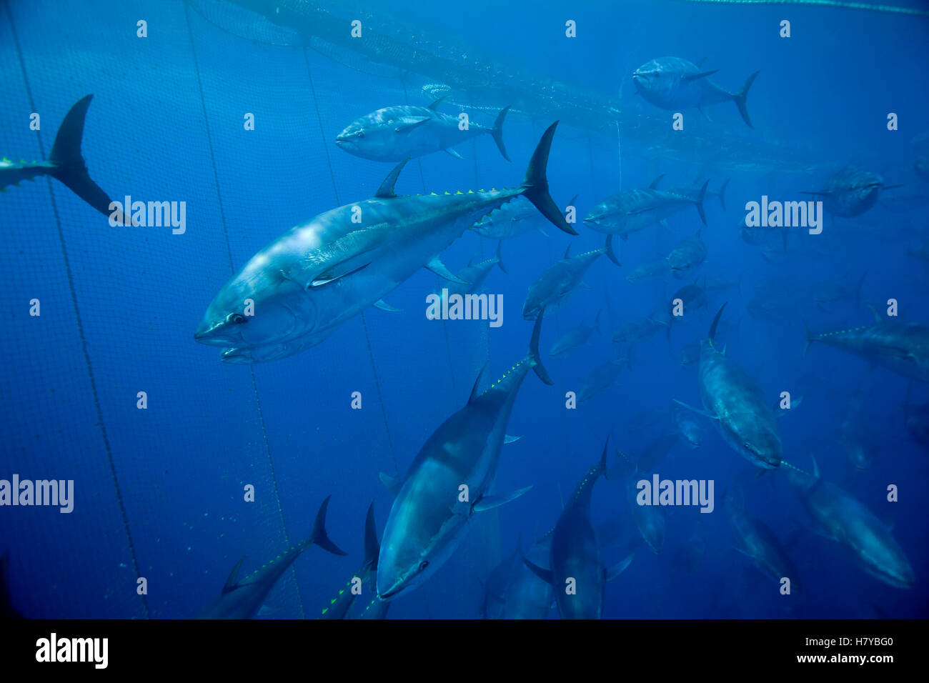 Atlantic Bluefin Tuna (Thunnus thynnus) shoal getting corralled in ...