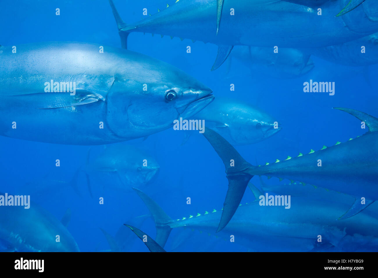 Atlantic Bluefin Tuna (Thunnus thynnus) shoal, Mediterranean Sea of the ...