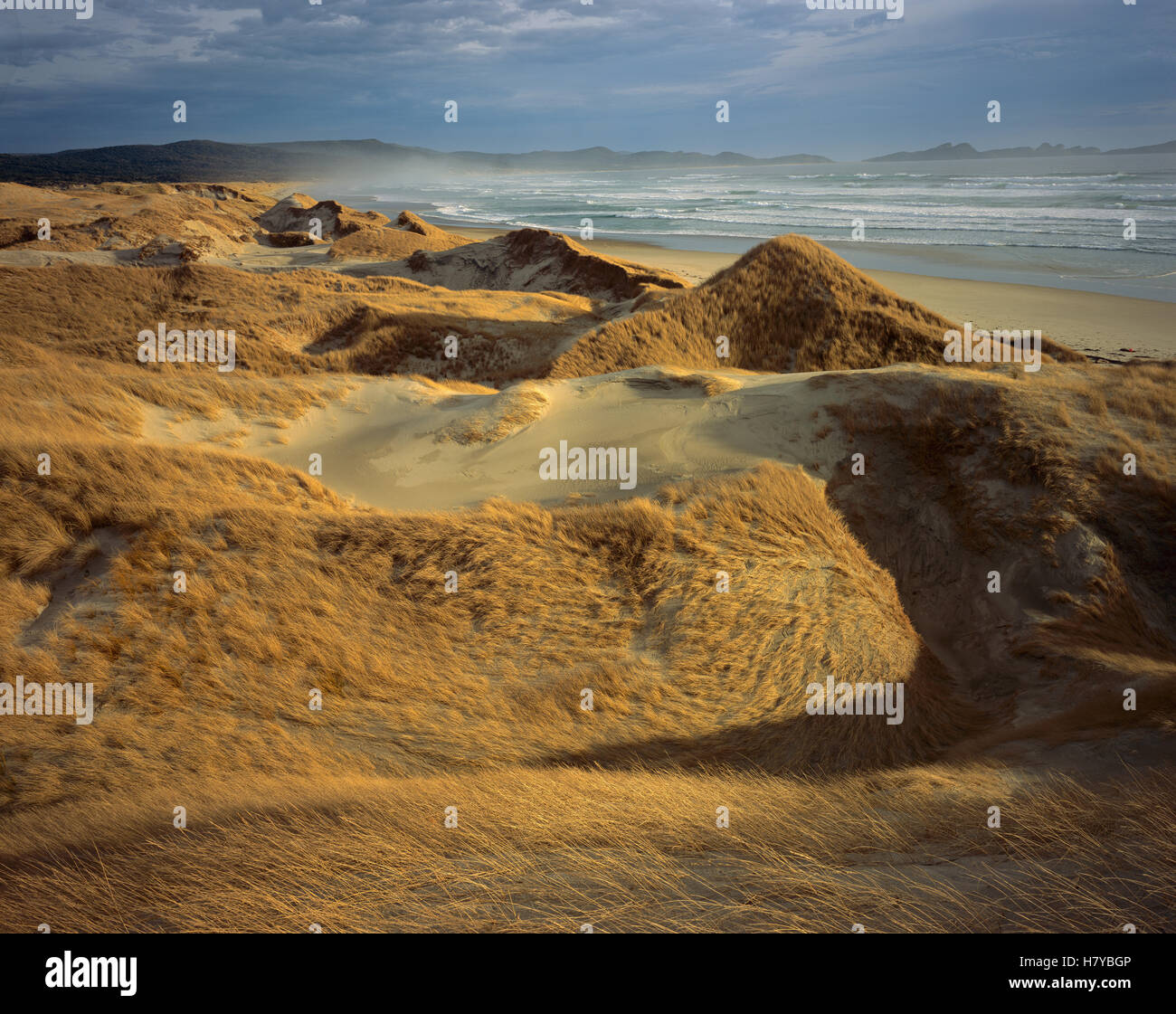Sand dunes, Mason Bay, Rakiura National Park, New Zealand Stock Photo ...