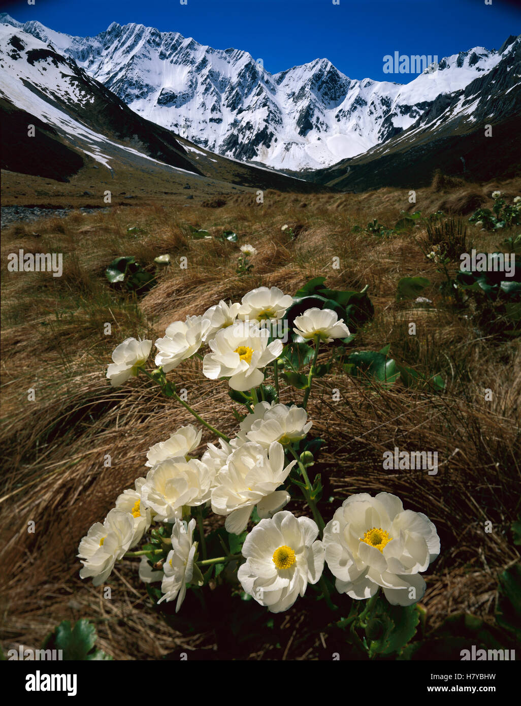 Great Mountain Buttercup (Rununculus lyallii) flowering, northern ...