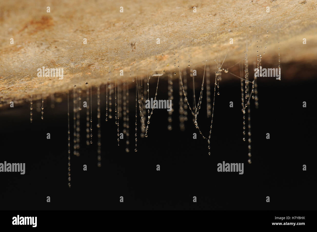 Fungus Gnat (Mycetophilidae) secreted sticky threads function as an ...