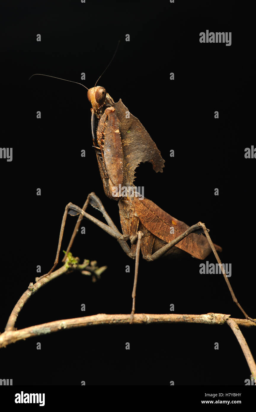 Malaysian Dead-leaf Mantis (Deroplatys desiccata) female, Gunung Mulu ...