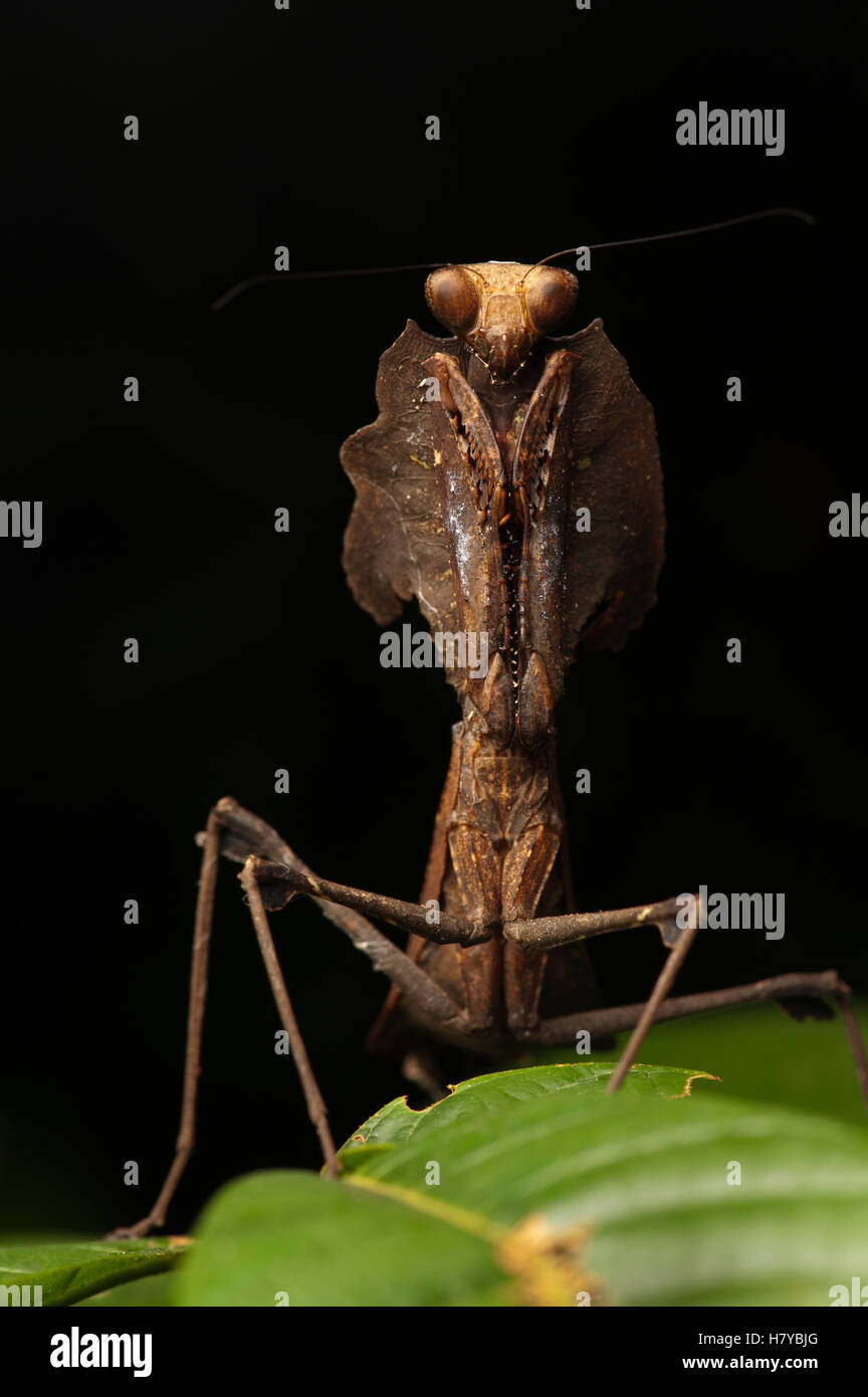 Malaysian Dead-leaf Mantis (Deroplatys desiccata) female, Gunung Mulu ...