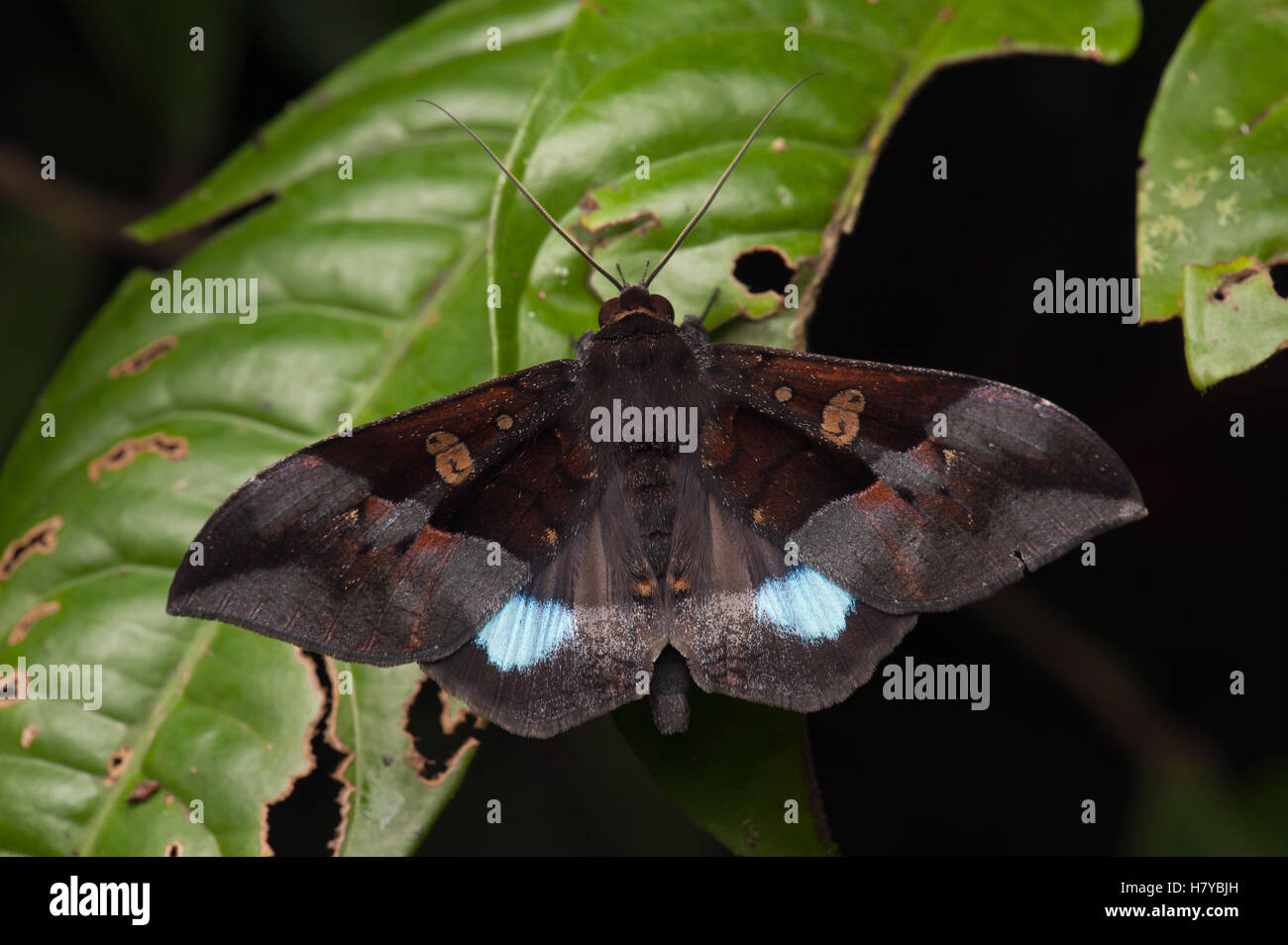 Noctuid Moth (Ischyja paraplesius) male, Gunung Mulu National Park ...