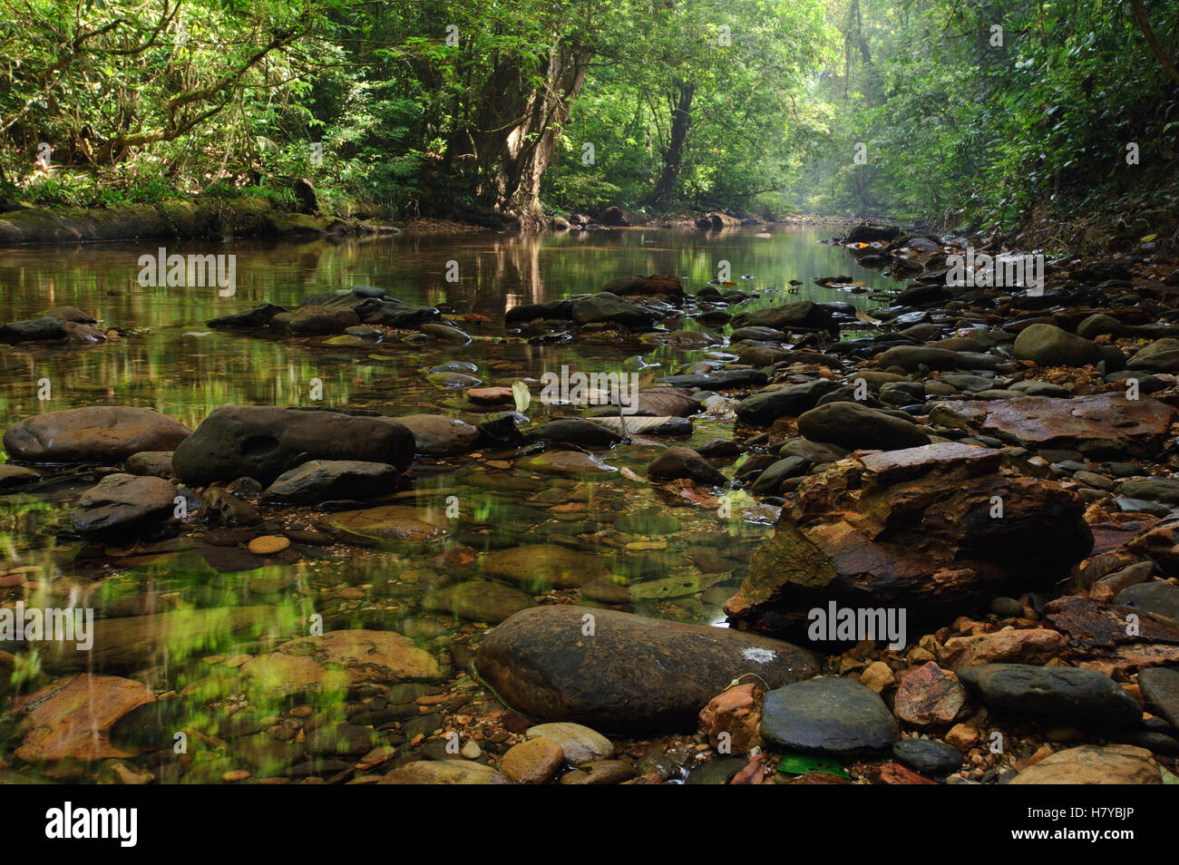 Stream flowing through pristine lowland rainforest in Gunung Mulu ...