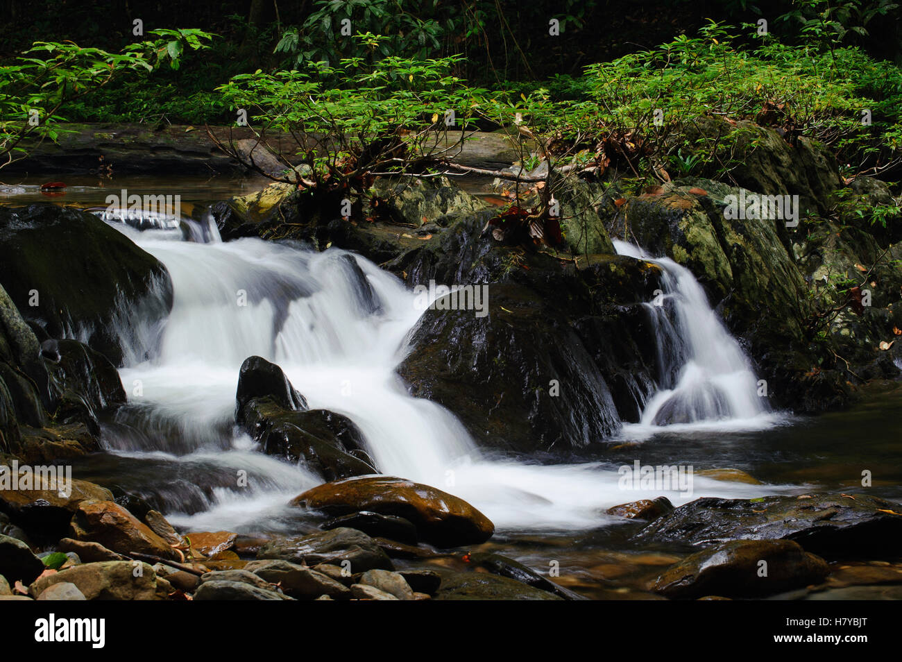 Stream flowing through pristine lowland rainforest in Gunung Mulu ...