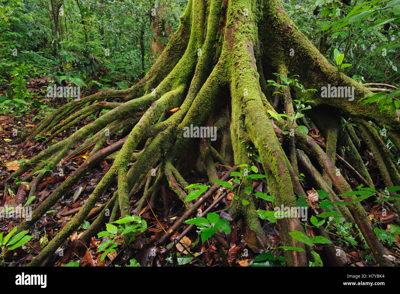 Stilt roots are a common feature among tree species which inhabit wet ...