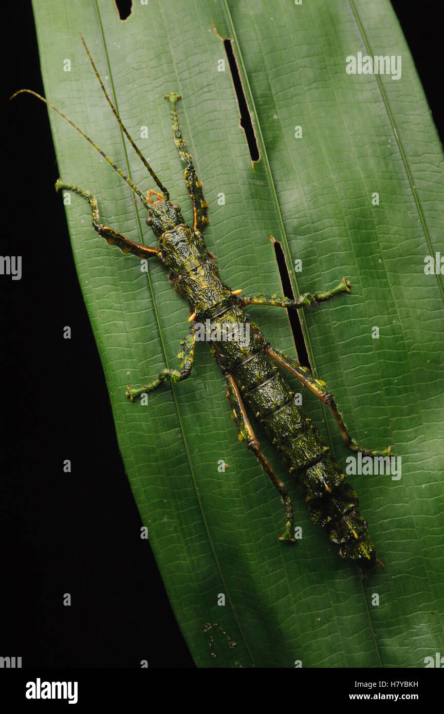 Stick Insect (Dinophasma sp) from the lowland rainforests of Sarawak ...