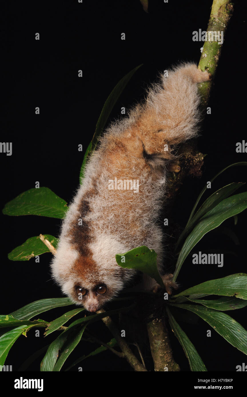 Slow Loris (Nycticebus kayan) juvenile, Gunung Mulu National Park ...