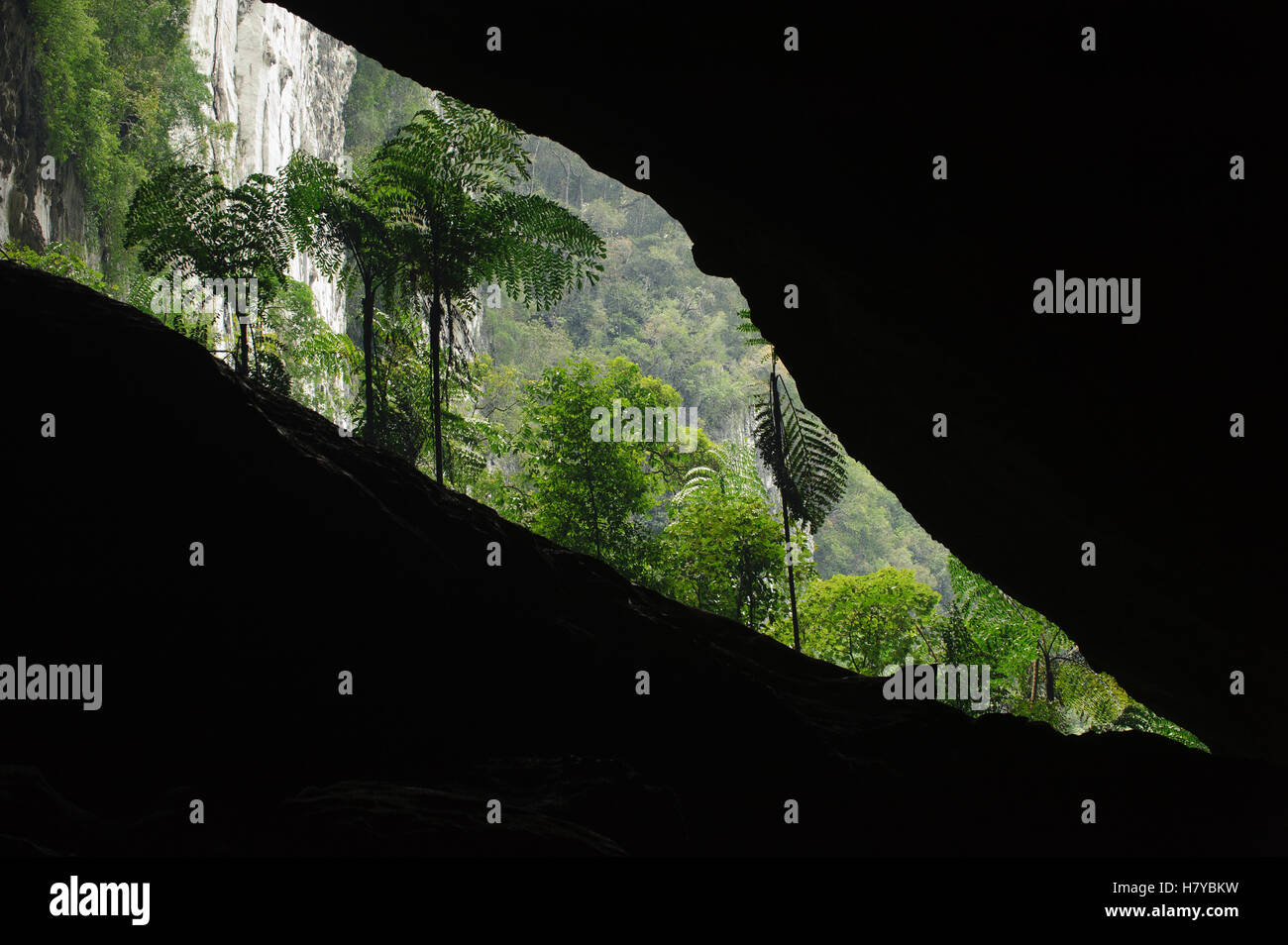 Fishtail Palm (Caryota sp) growing at the entrance of a limestone cave ...
