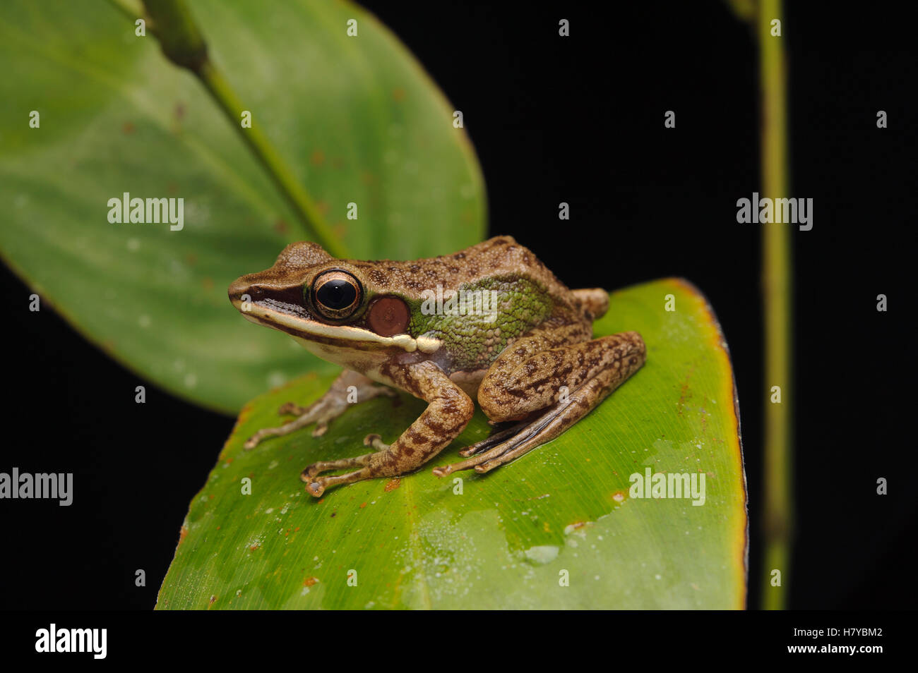 Riparian Frog (Hylarana megalonesa), a newly described species of frog ...