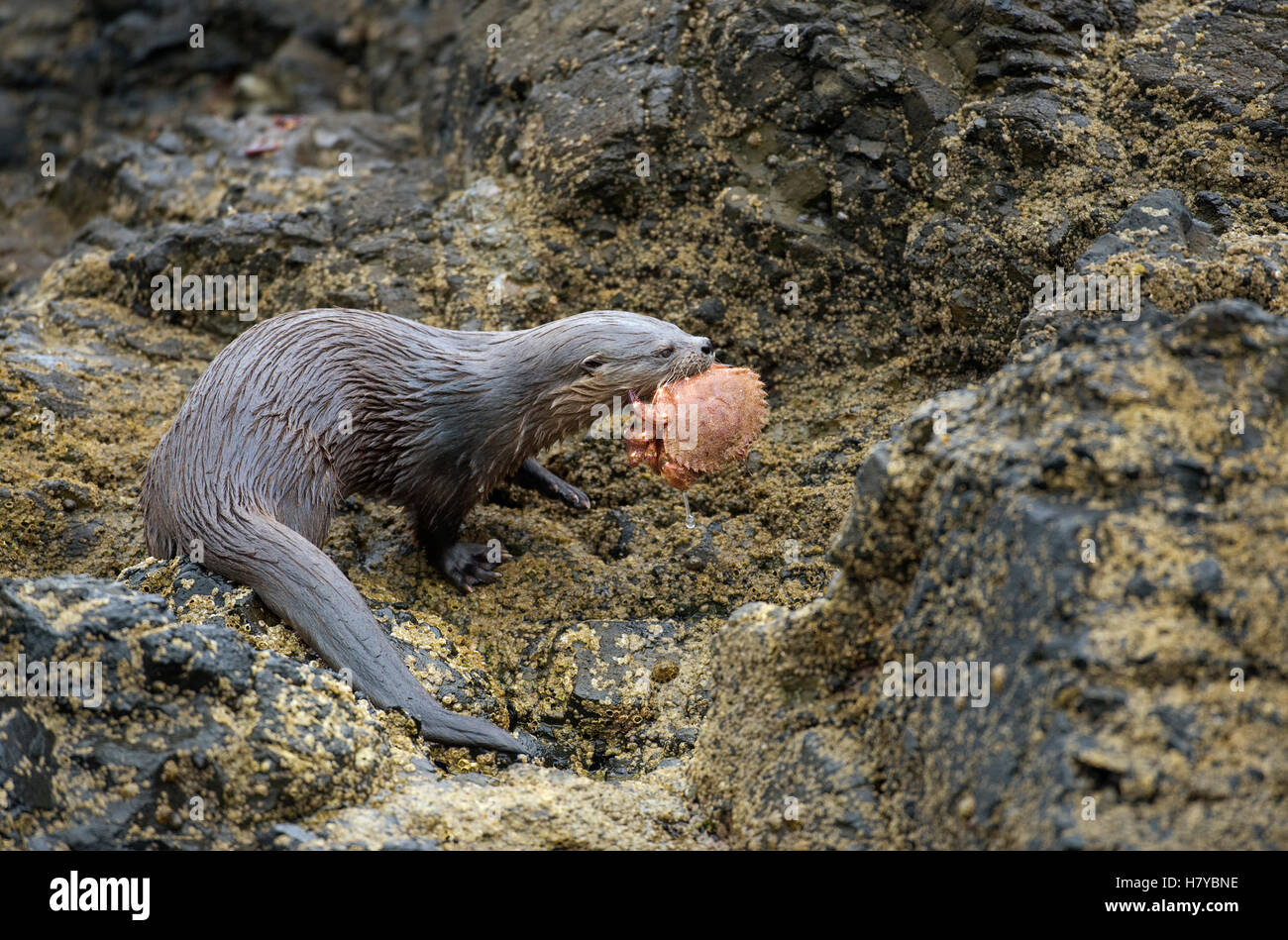 Marine Otter (Lontra felina) on shore carrying crab prey, Chiloe Island ...