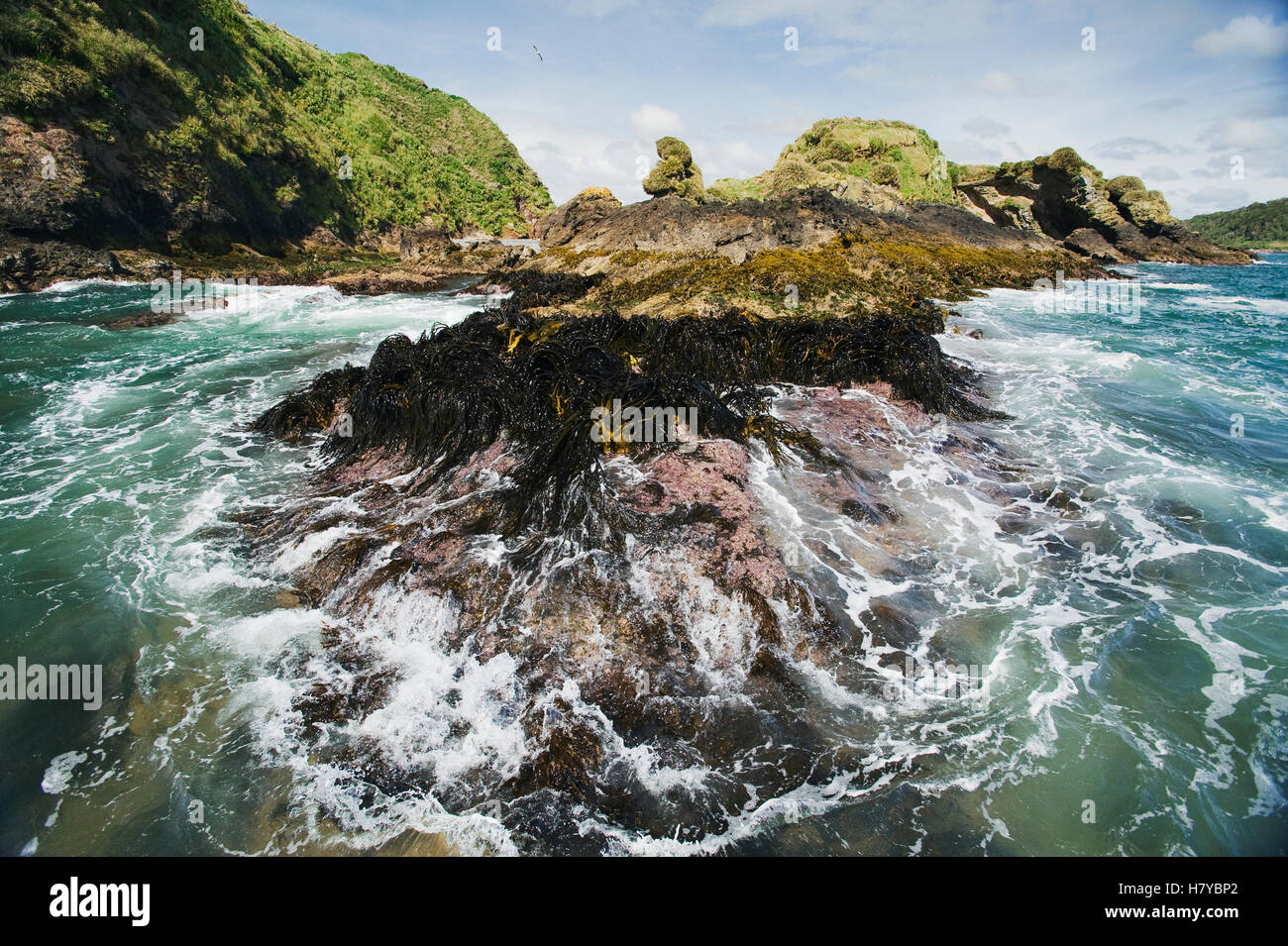 Kelp-covered rocks, Chiloe Island, Chile Stock Photo - Alamy