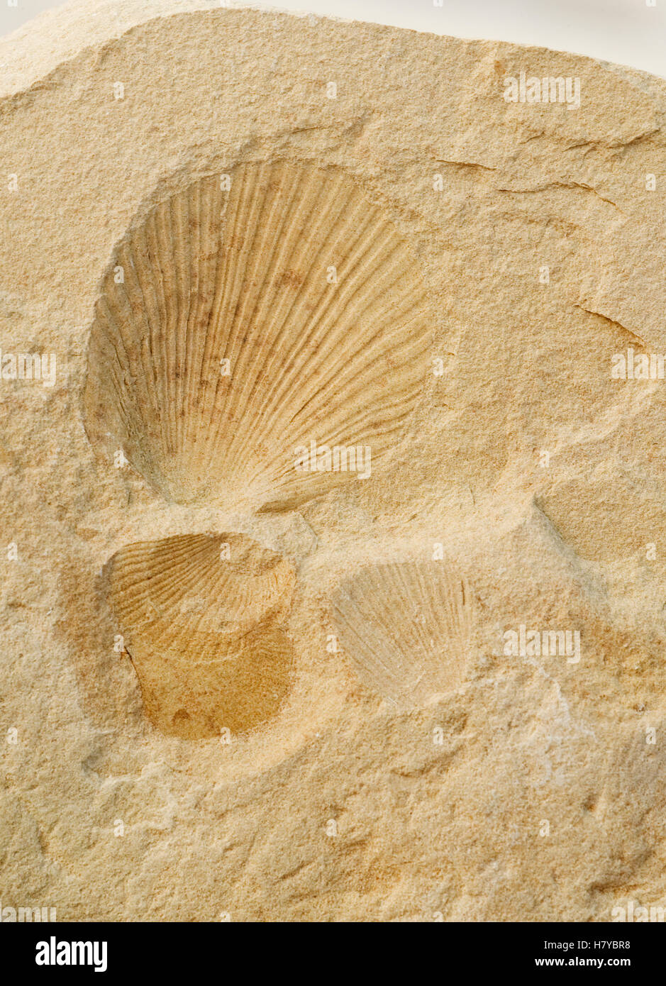 Fossil imprints of triassic clam shells, Palanderbukta, Svalbard ...