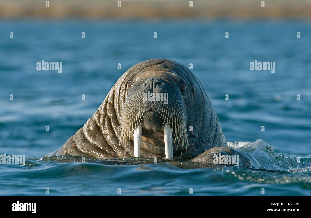 Atlantic Walrus (Odobenus rosmarus rosmarus) mother and calf, Svalbard ...