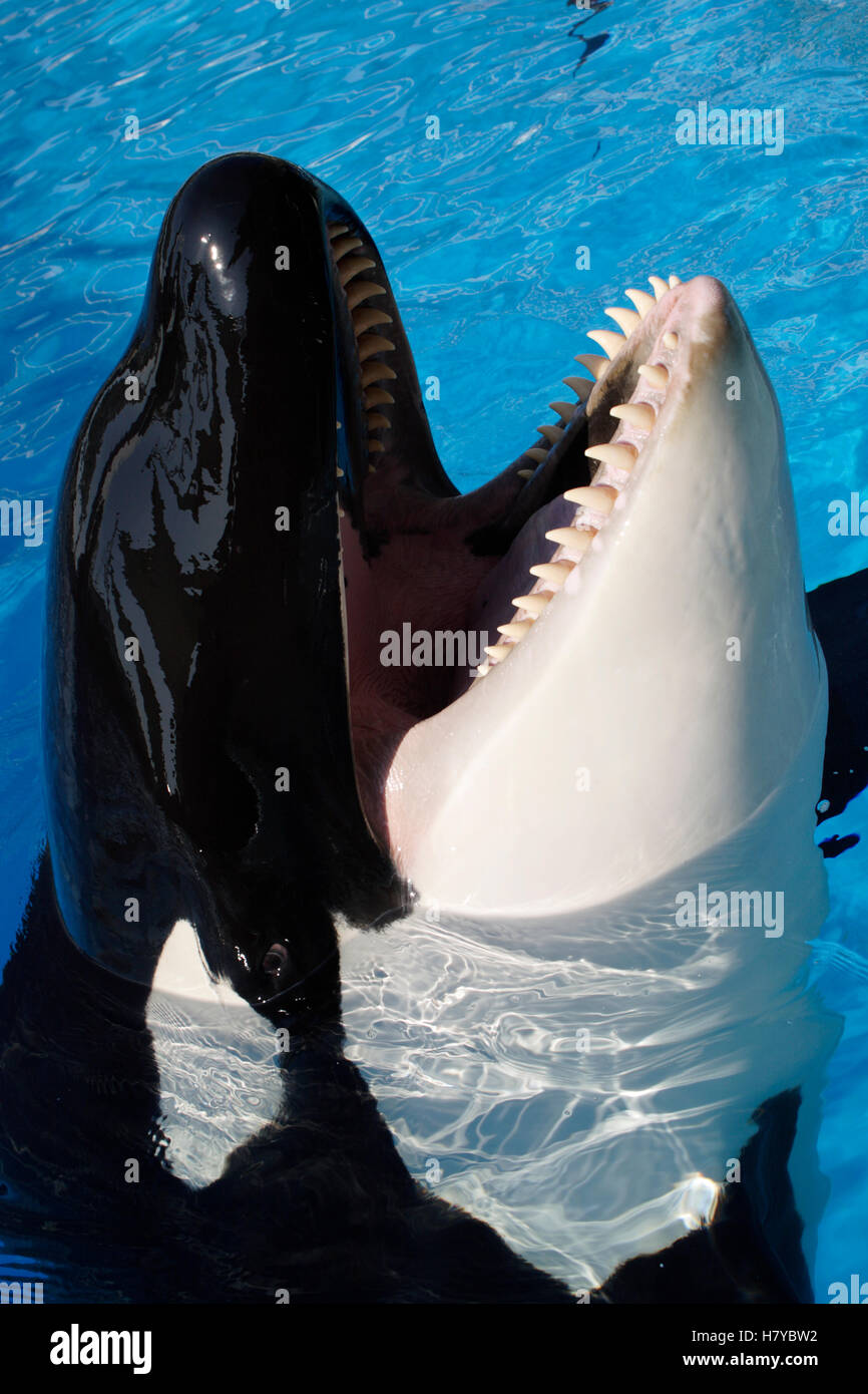 Orca (Orcinus orca) opening mouth for food in aquarium, native to the ...
