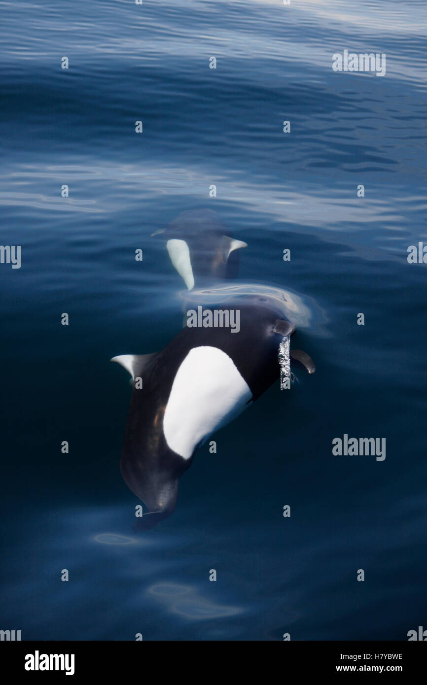 Dall's Porpoise (Phocoenoides dalli) pair bow riding, Prince William ...