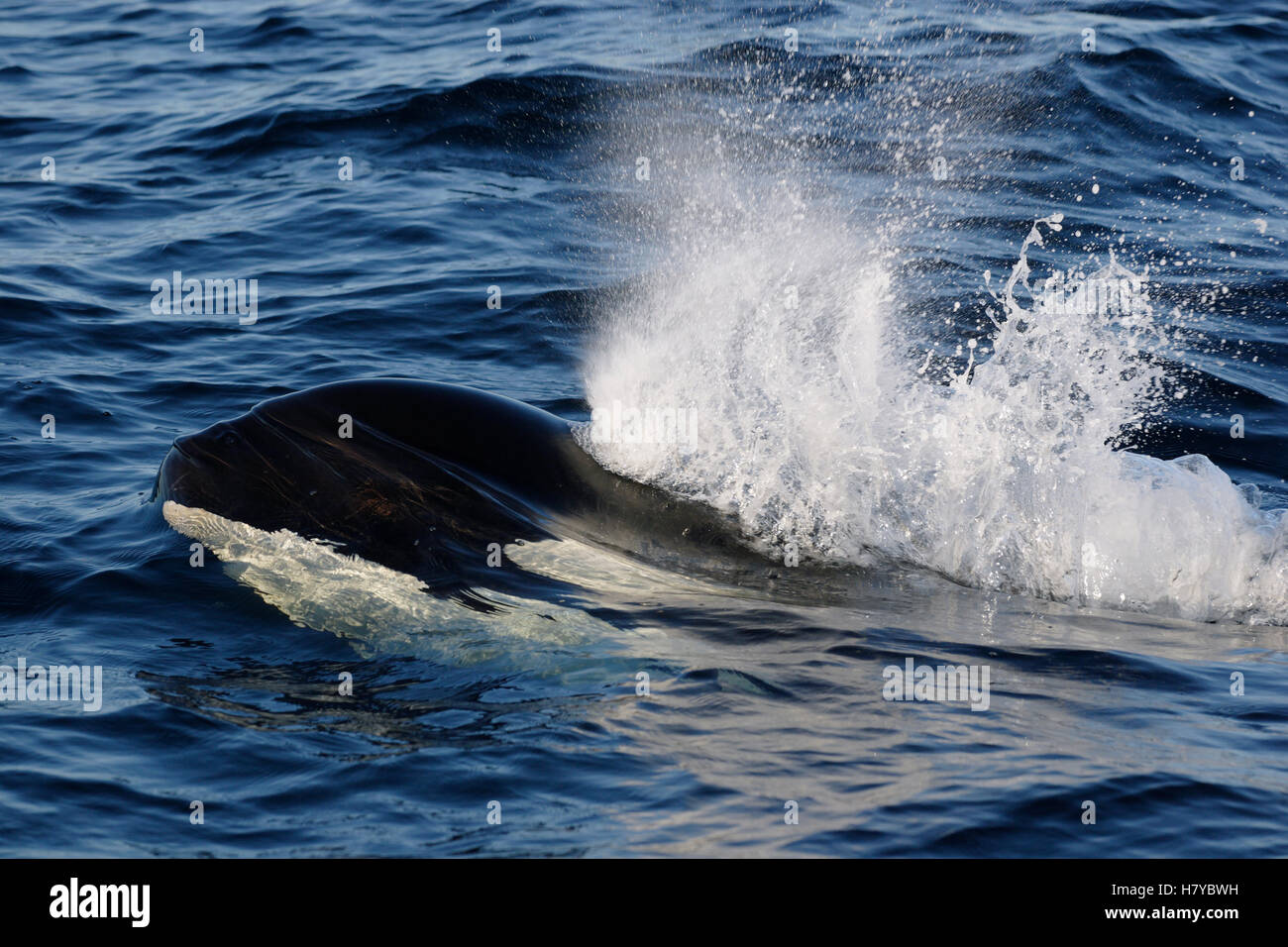 Orca (Orcinus orca) surfacing, Prince Willam Sound, Alaska Stock Photo ...