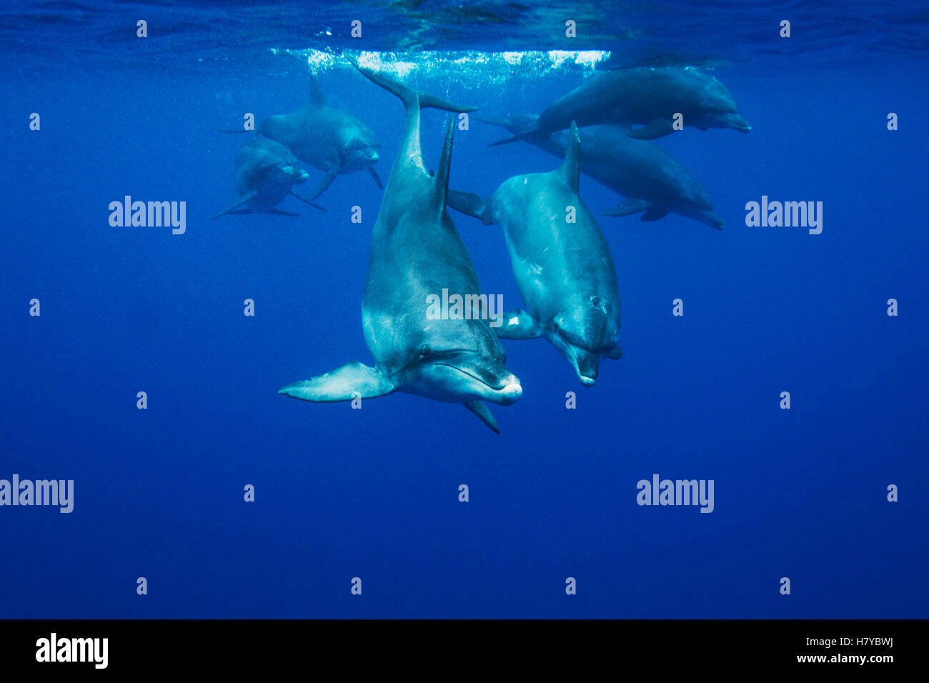 Indo-pacific Bottlenose Dolphin (Tursiops aduncus) group swimming ...