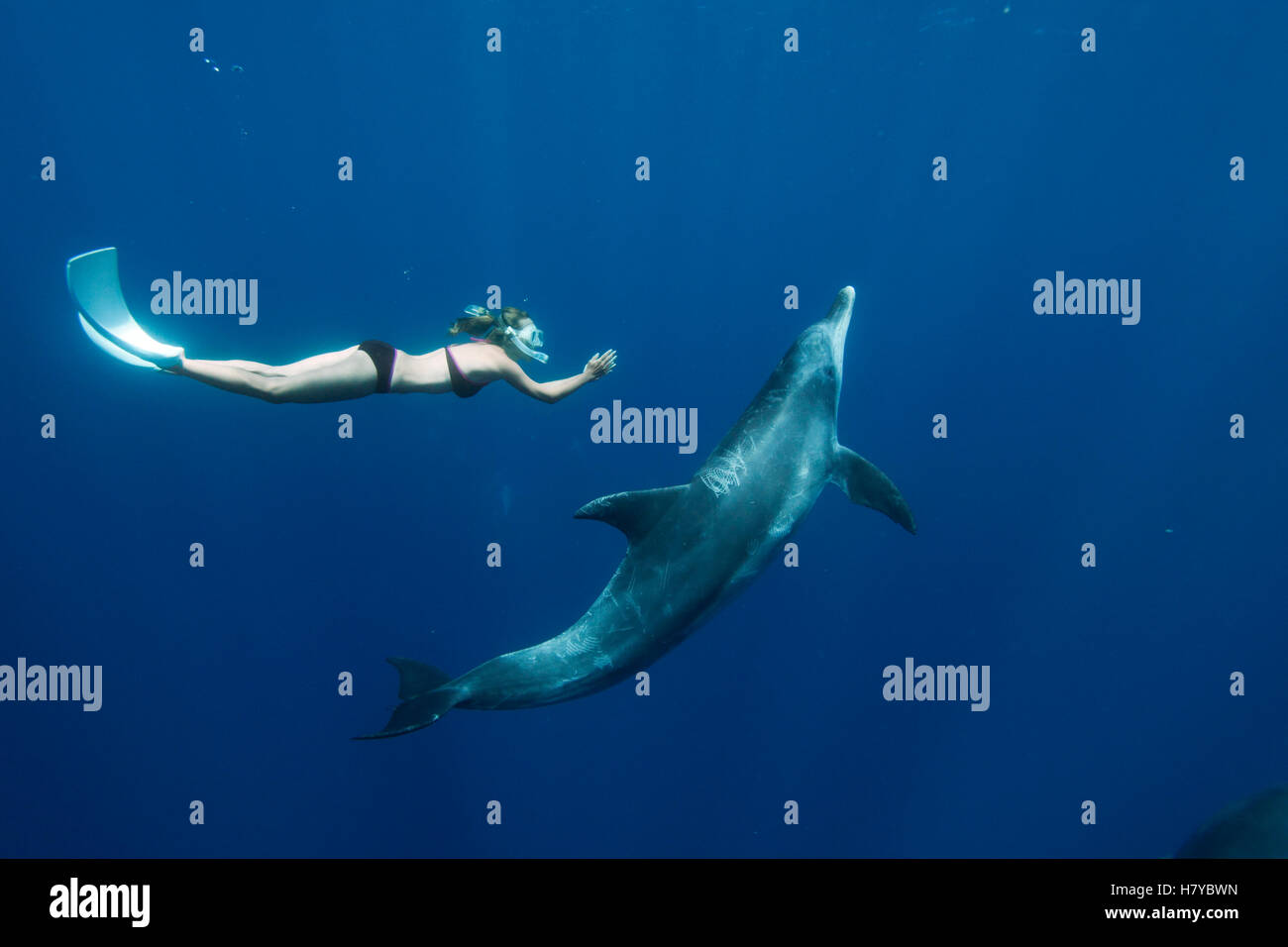 Indo-pacific Bottlenose Dolphin (Tursiops aduncus) and diver, Ogasawara ...