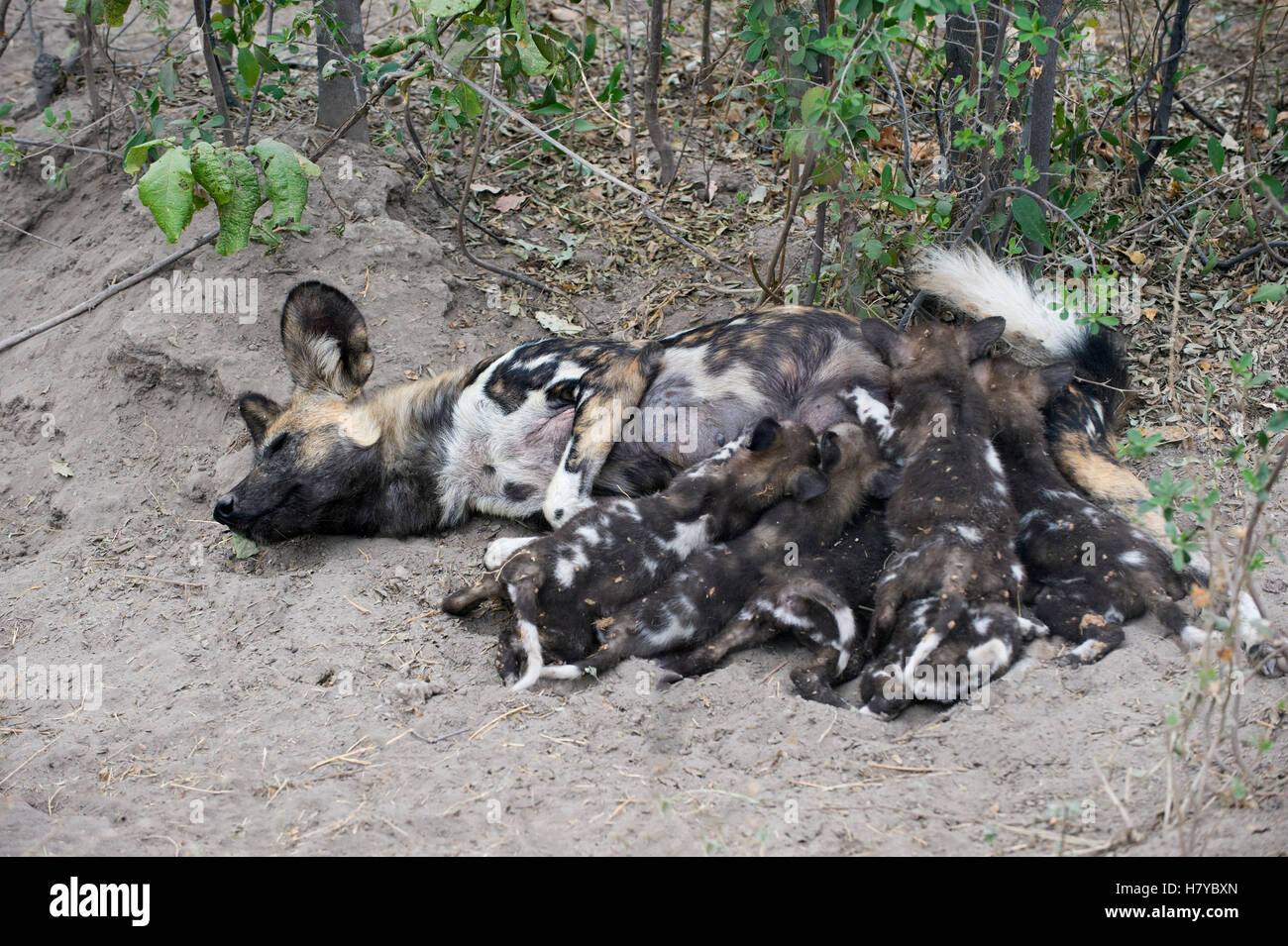 African Wild Dog (Lycaon pictus) mother suckling six week old pups ...