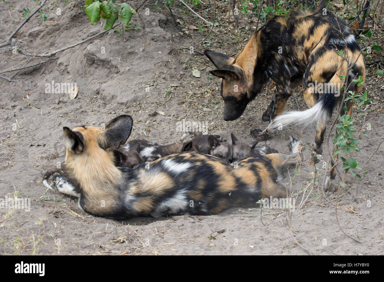 African Wild Dog (Lycaon pictus) father coming to greet mother while ...