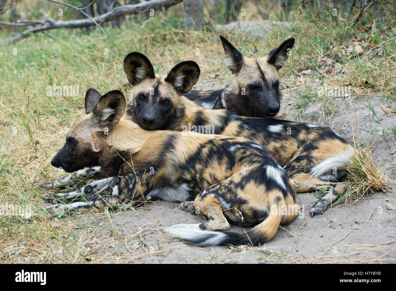 African Wild Dog (Lycaon pictus) pack members huddled together for ...