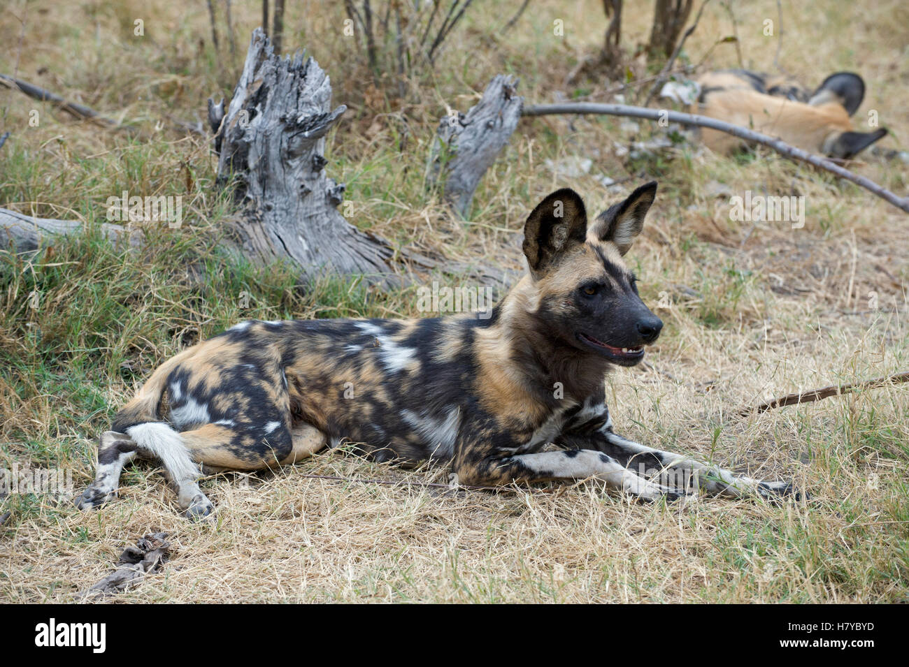 African Wild Dog (Lycaon pictus), northern Botswana Stock Photo - Alamy