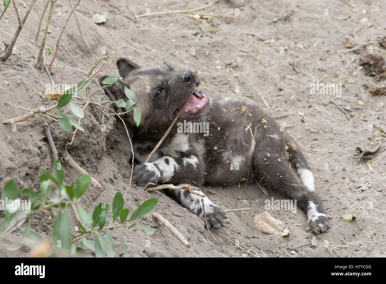 African Wild Dog (Lycaon pictus) six week old pup chewing on tree root ...