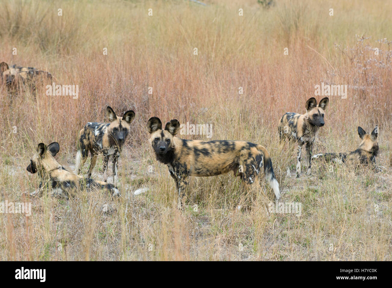 African Wild Dog (Lycaon pictus) pack, northern Botswana Stock Photo ...
