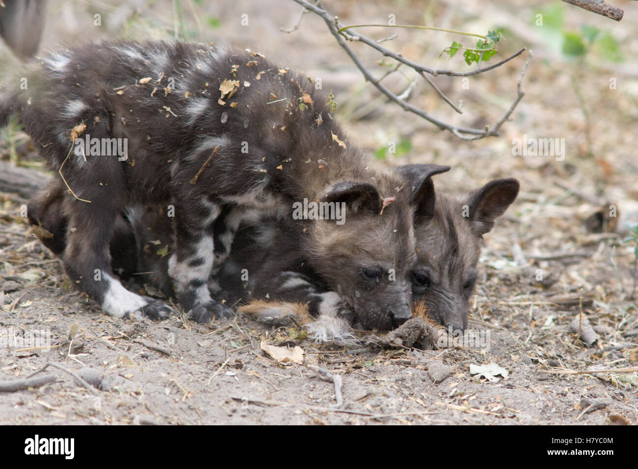 African Wild Dog (Lycaon pictus) six week old pups playing with impala ...