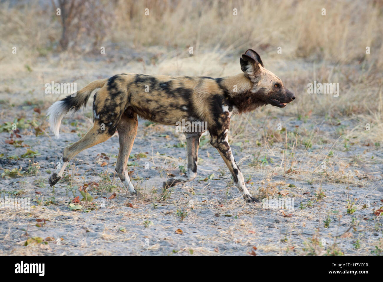 African Wild Dog (Lycaon pictus) running, northern Botswana Stock Photo ...