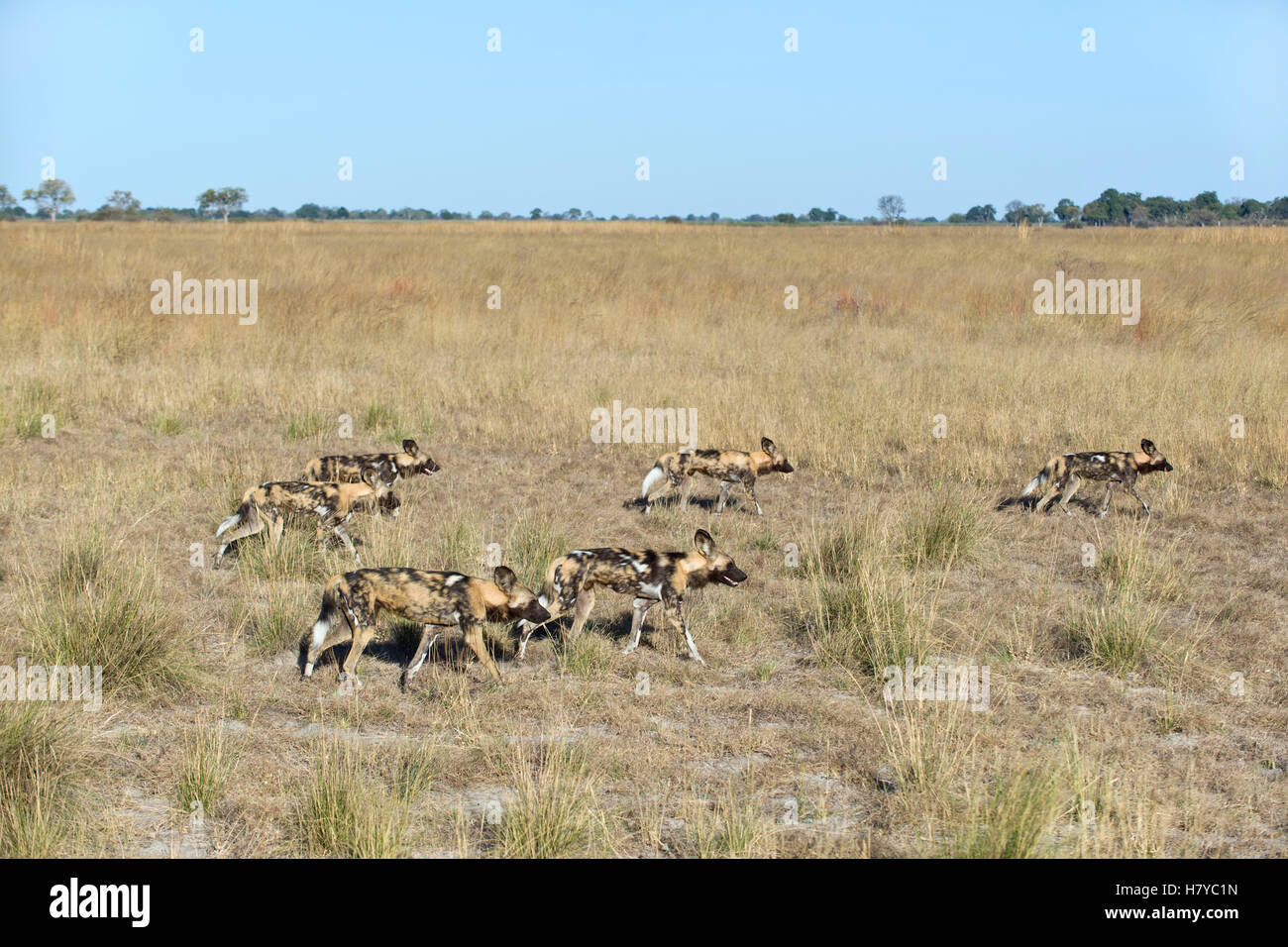 African Wild Dog (Lycaon pictus) pack on the hunt, northern Botswana ...