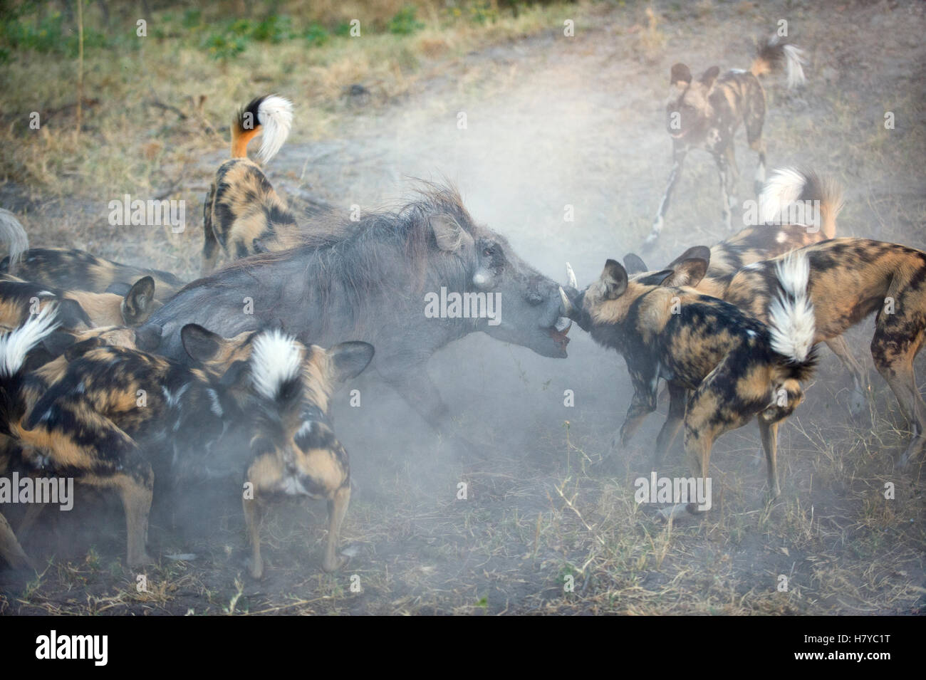 African Wild Dog (Lycaon pictus) pack attacking Warthog (Phacochoerus ...