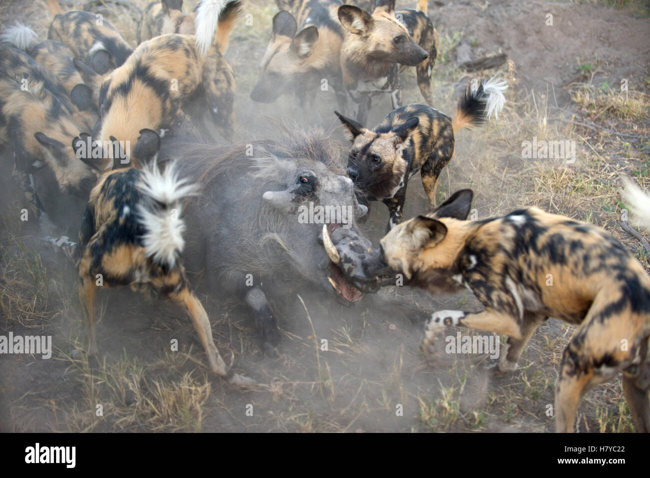 African Wild Dog (Lycaon pictus) pack attacking Warthog (Phacochoerus ...