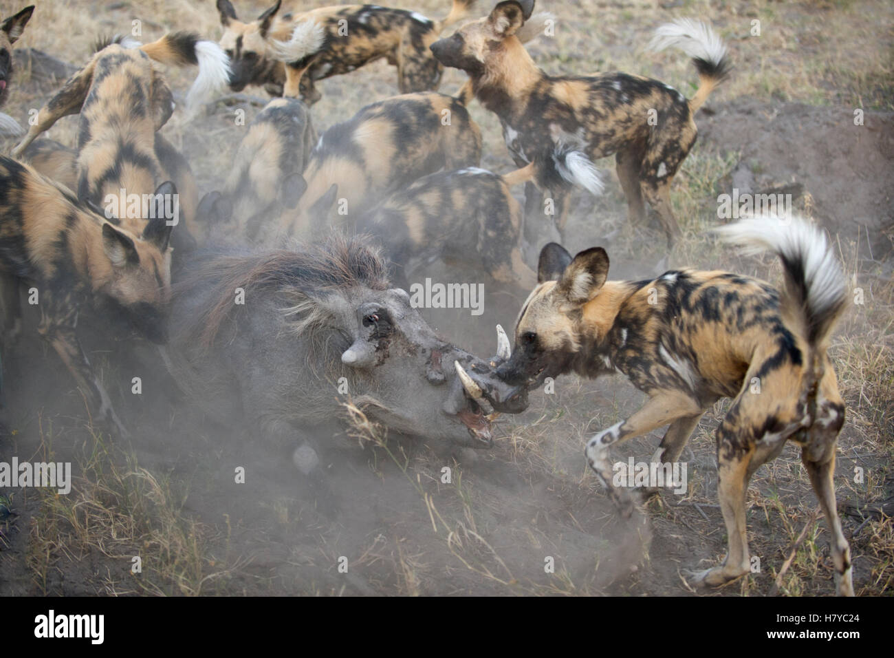 African Wild Dog (Lycaon pictus) pack attacking Warthog (Phacochoerus ...