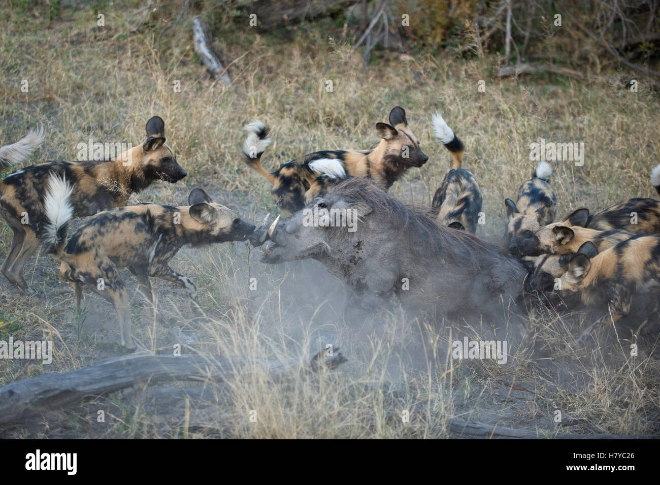 African Wild Dog (Lycaon pictus) pack attacking Warthog (Phacochoerus ...