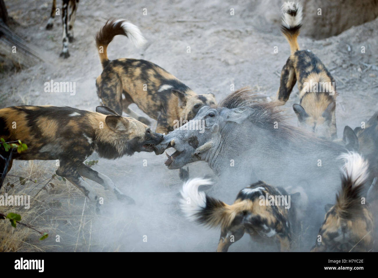 African Wild Dog (Lycaon pictus) pack attacking Warthog (Phacochoerus ...