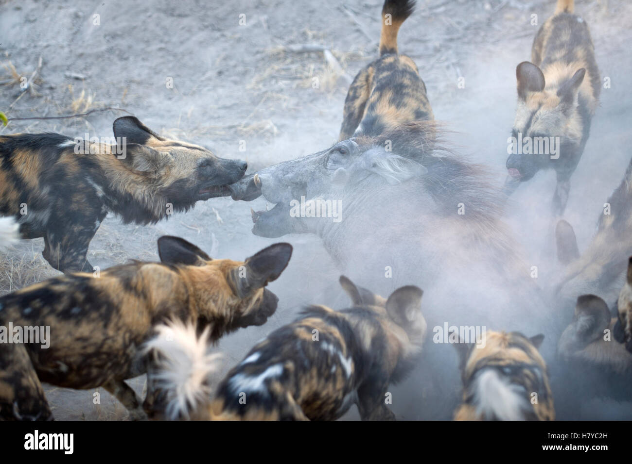 African Wild Dog (Lycaon pictus) pack attacking Warthog (Phacochoerus ...
